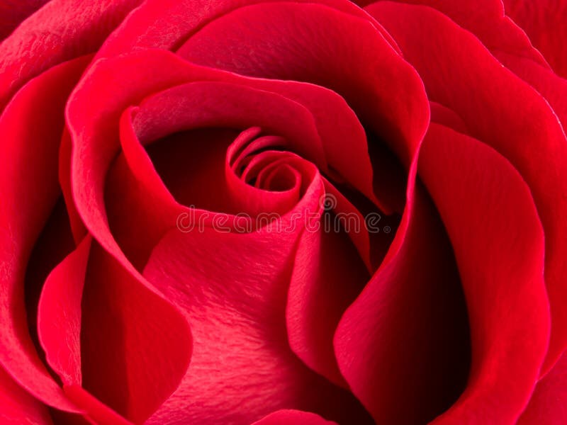 Fermez-vous De La Belle Rose De Rouge De Velours Photo stock - Image du ...