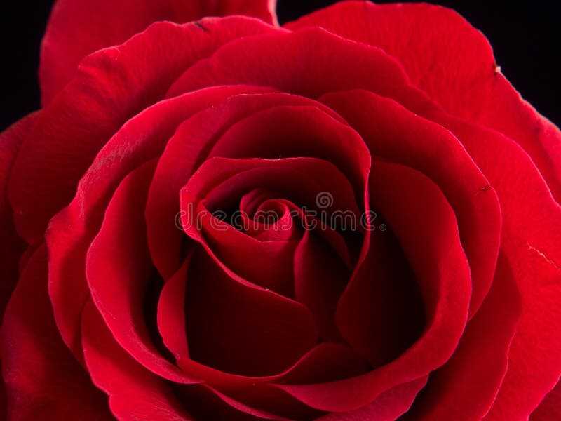 Fermez-vous De La Belle Rose De Rouge De Velours Photo stock - Image du ...