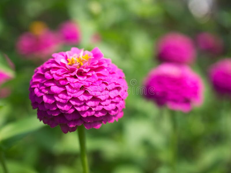 2,388 Fleur Ronde Rose Photos libres de droits et gratuites de Dreamstime