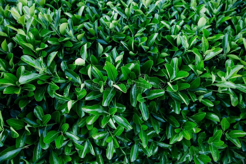 Fermez-vous De La Texture Verte De Feuilles Du Buisson Image stock ...