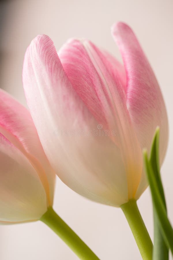 Fermez-vous De La Tulipe Rose Et Blanche Image stock - Image of ...