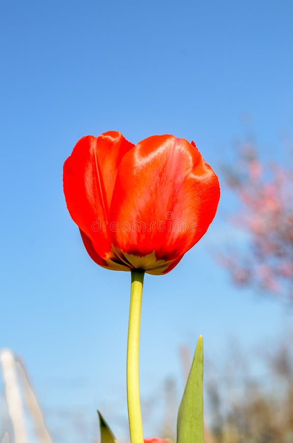 Fermez-vous De La Tulipe Rouge Simple Image stock - Image du vibrant ...