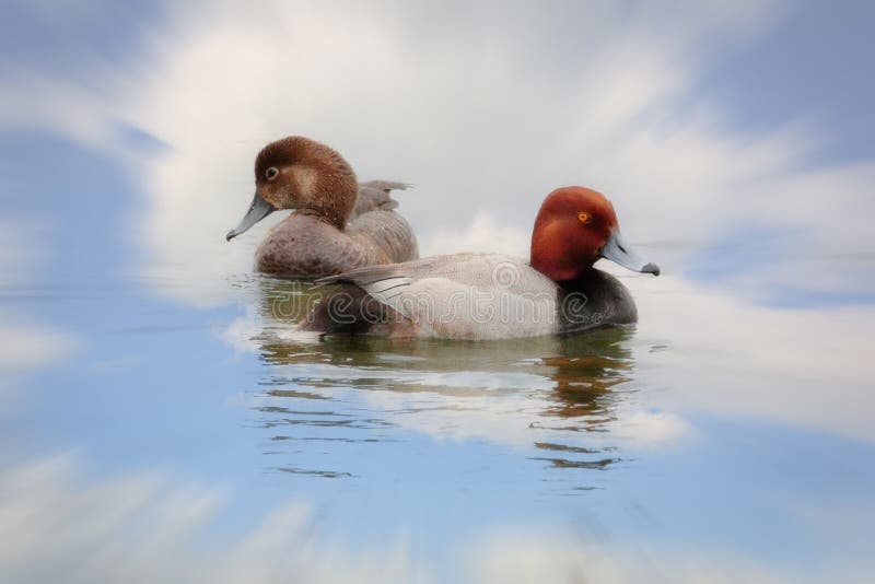 Fermez-vous Des Couples Roux De Canards Image stock - Image du nord ...
