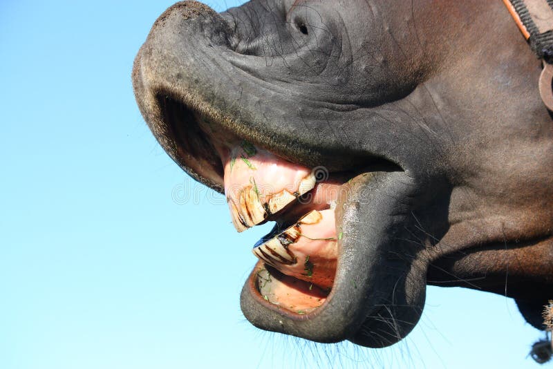 Rire De Cheval Photos Stock - Téléchargez 1,745 Photos libres de droits