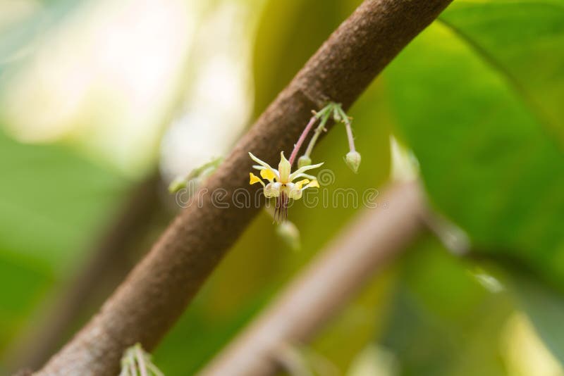 Petit Cacaoyer Sur La Plantation De Ferme Image stock - Image du ...