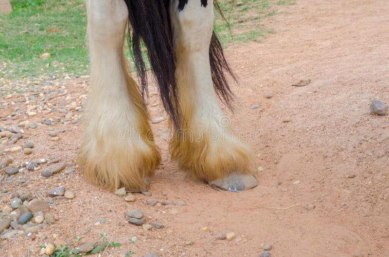 Fermez-vous Des Jambes, Cheval Gitan De Vanner Image stock - Image du ... Fermez-vous Des Jambes, Cheval Gitan De Vanner Image stock - Image du ...