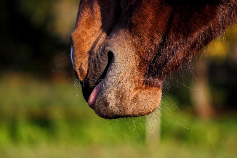 Fermez-vous Du Nez Et De La Bouche De Cheval Photo stock - Image du ...