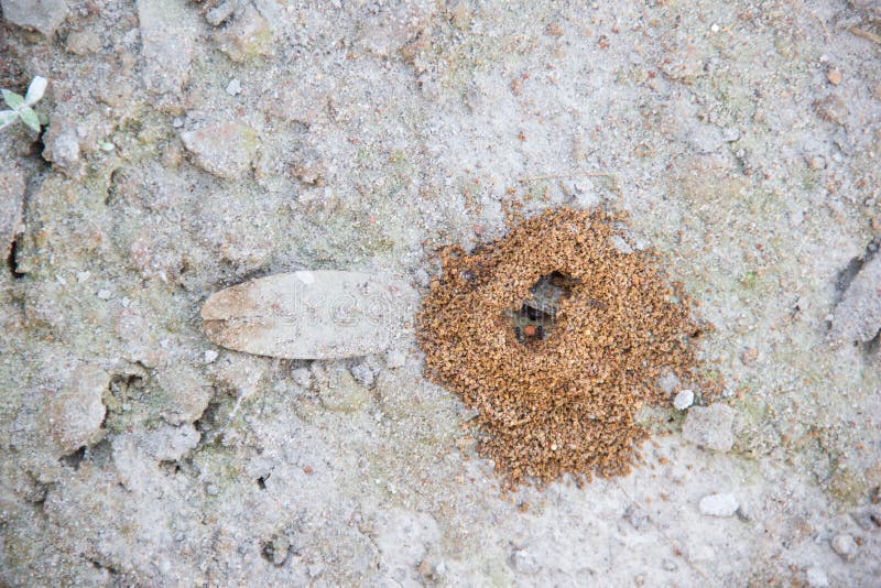 Fermez-vous Du Nid De Fourmis Image stock - Image du macro, insectes ...