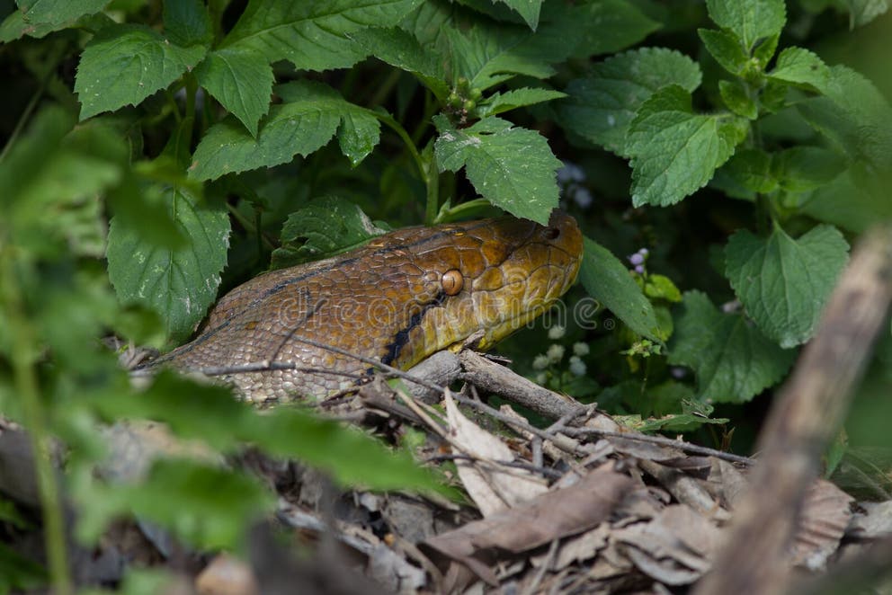 Fermez-vous Du Python Réticulé (le Reticulatus De Malayopython) Image stock - Image du inde ...