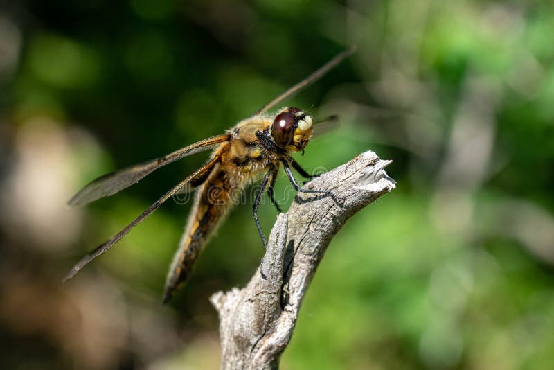 Grande libellule brune photo stock. Image du yeux, closeup - 60993006