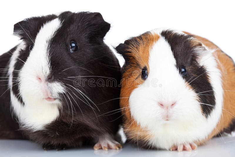 Fermez-vous Vers Le Haut De Deux Cobayes Image stock - Image du animaux ...