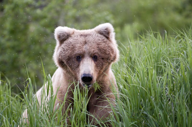 Ours de Sun photo stock. Image du home, tanière, arbre - 61271774