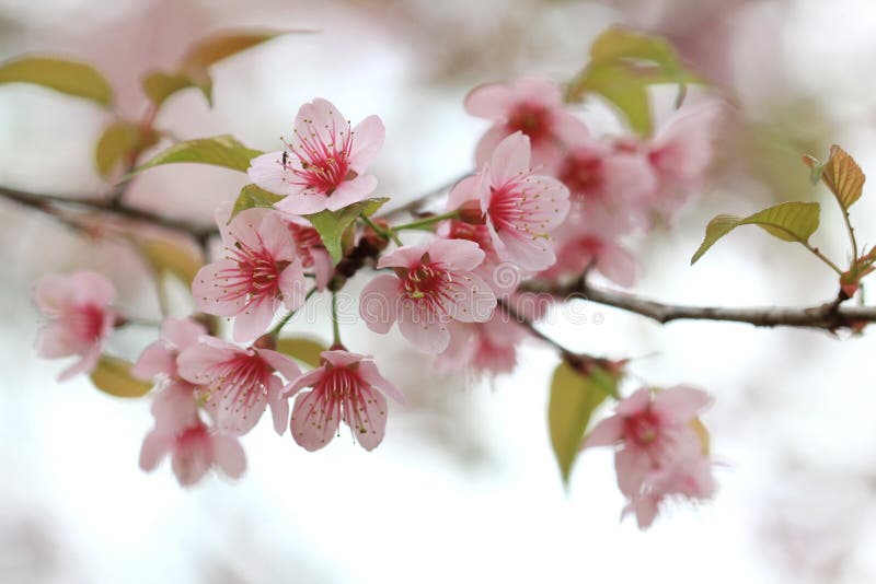 Arbre Rose De Fleur De Sakura Photo stock - Image du floraison ...