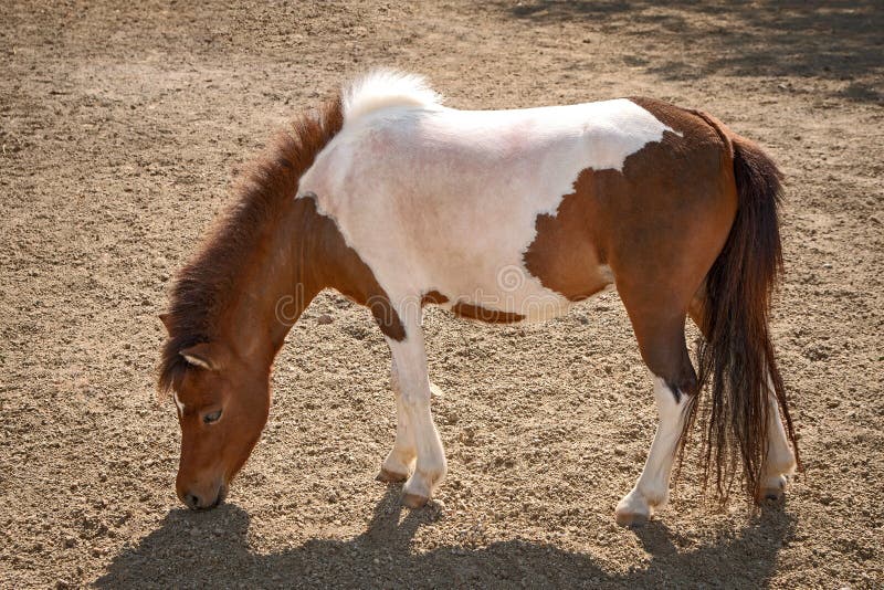 Cheval nain miniature photo stock. Image du outside, ranch - 13773254