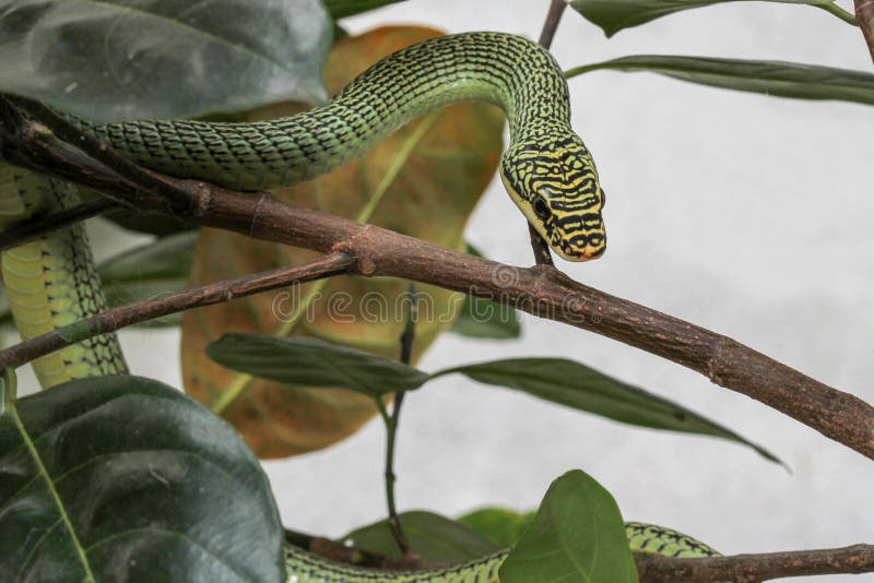 Images Petit Serpent Vert - Téléchargez 1,320 Photos libres de droits