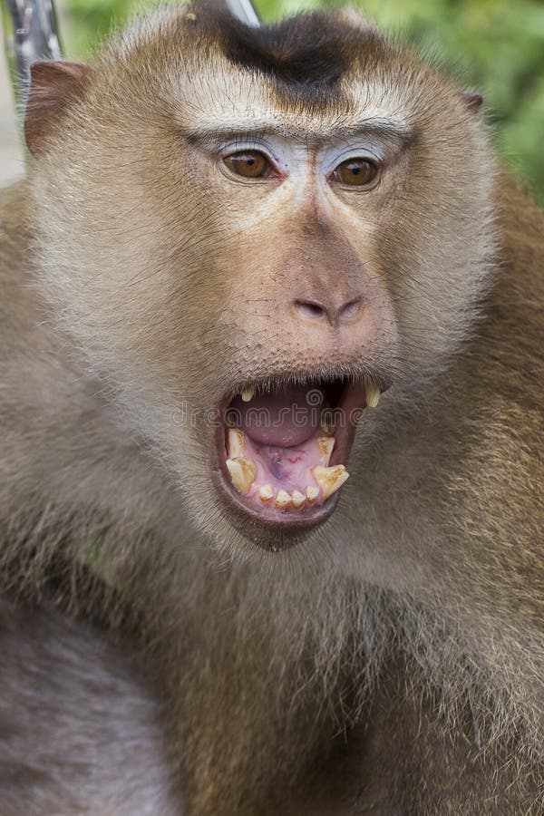 Visage De Singe Dans La Savane En Afrique Photo stock - Image du désert ...