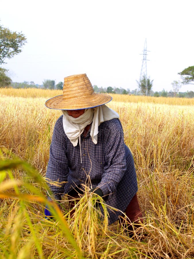 Images Fermier - Téléchargez 270,798 Photos libres de droits