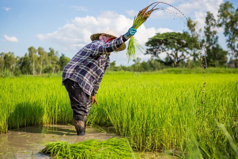 Fermier image stock. Image of texture, moisson, pré, asie - 74450815
