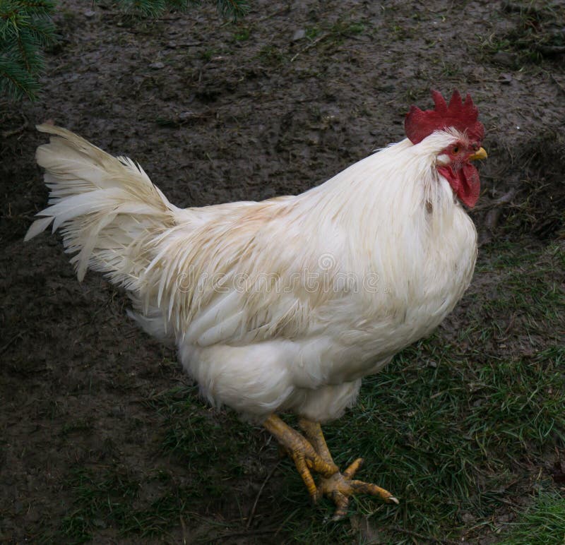Fermier Chiken Coq De Poules Image stock - Image du poules, intervalle ...