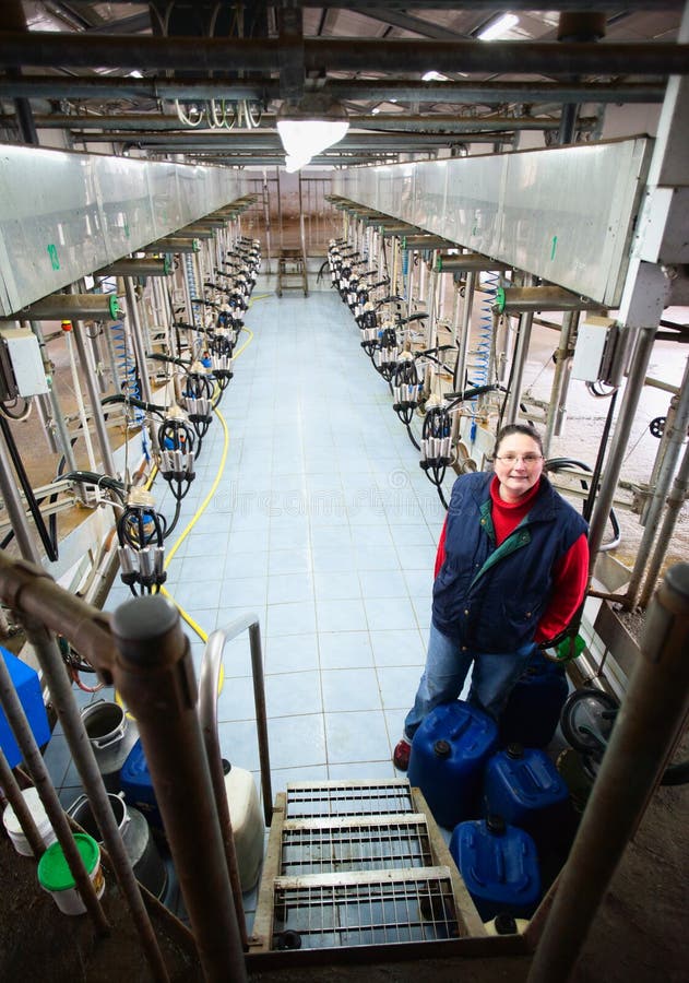 Ferme de vache image stock. Image du manger, boeuf, nourriture - 22797287