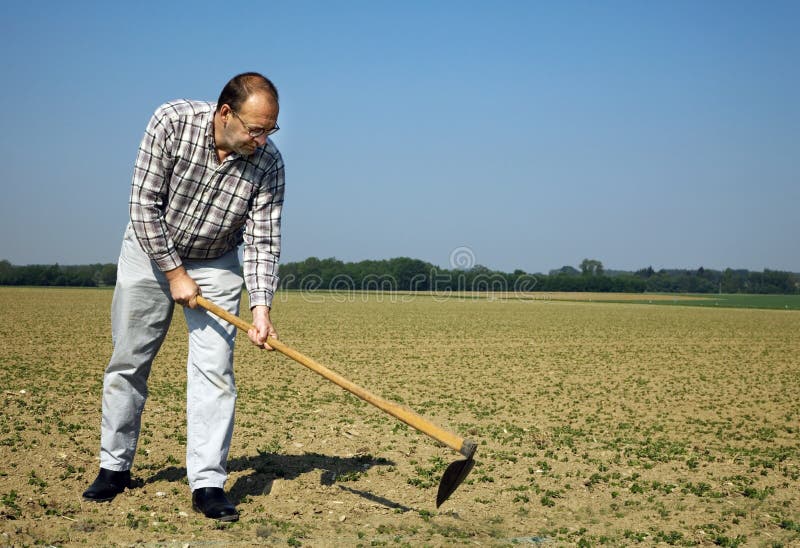 Fermier Sur La Zone Avec De Jeunes Centrales Photo stock - Image du ...