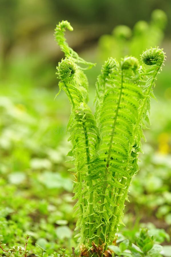 A look of a Silverback stock image. Image of africa, arboreal - 6201853