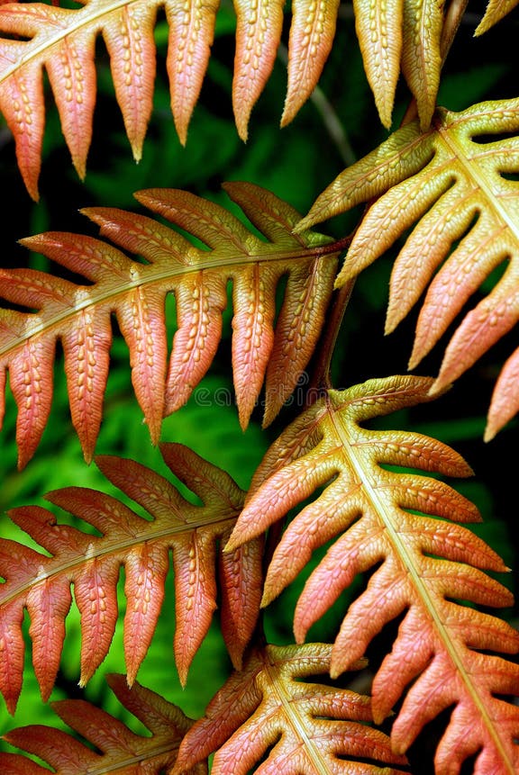 Fern stock image. Image of forest, fancy, emerald, fern - 14338137