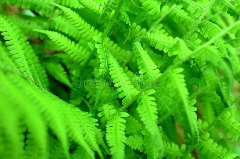 Fern stock photo. Image of forest, unfold, spring, regeneration - 14767282