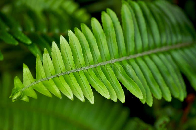 Fishbone Fern stock image. Image of stem, boston, corner - 1680157