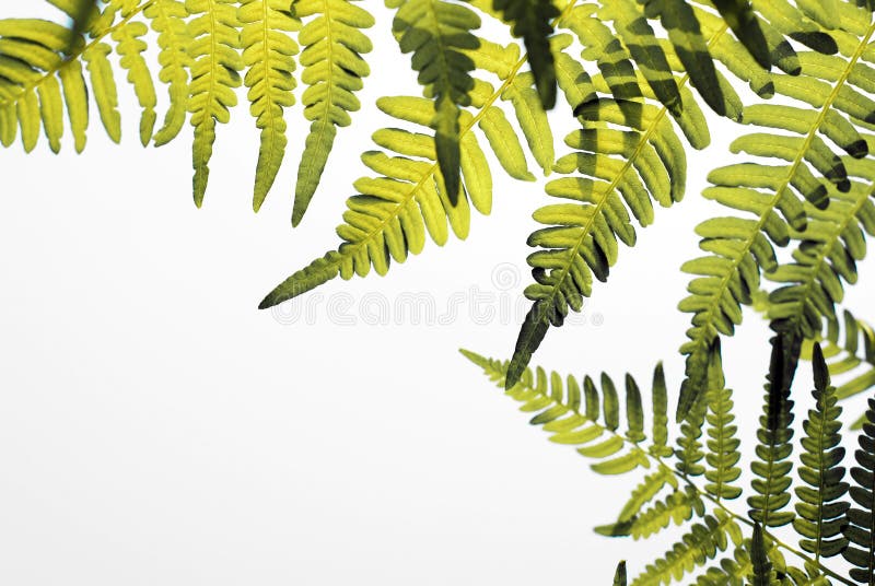 Fern stock image. Image of isolate, shows, side, sides - 15415553