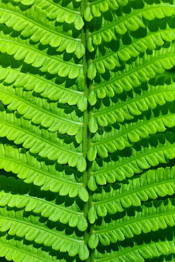210+ Fern leaf texture Free Stock Photos - StockFreeImages