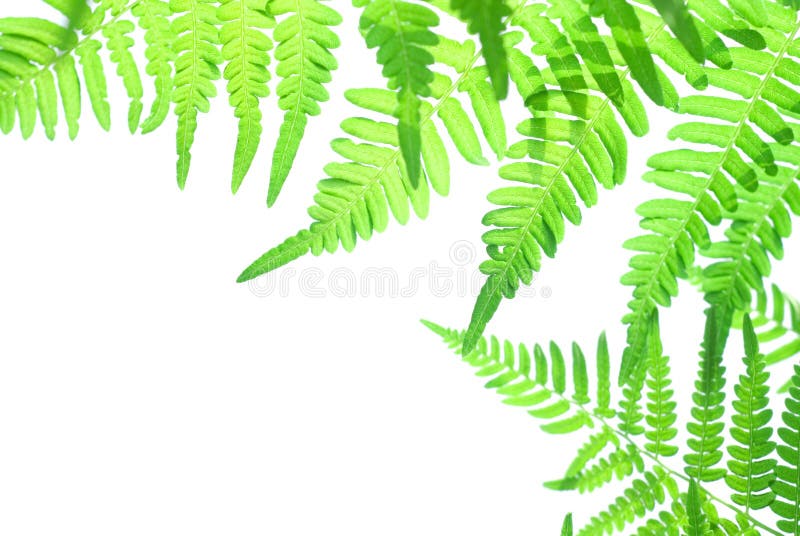 Leaf stock image. Image of leaf, frame, feel, isolate - 16263387