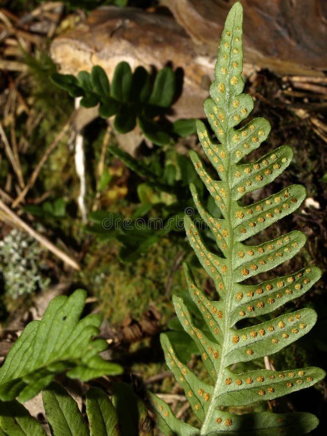 Fern stock image. Image of fine, green, fern, environment - 16375167