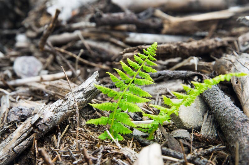 Fern stock image. Image of natural, flora, nature, sapling - 21611783