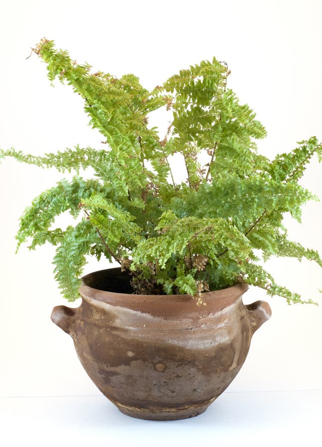 4,961 Potted Fern Stock Photos - Free & Royalty-Free Stock Photos from ...