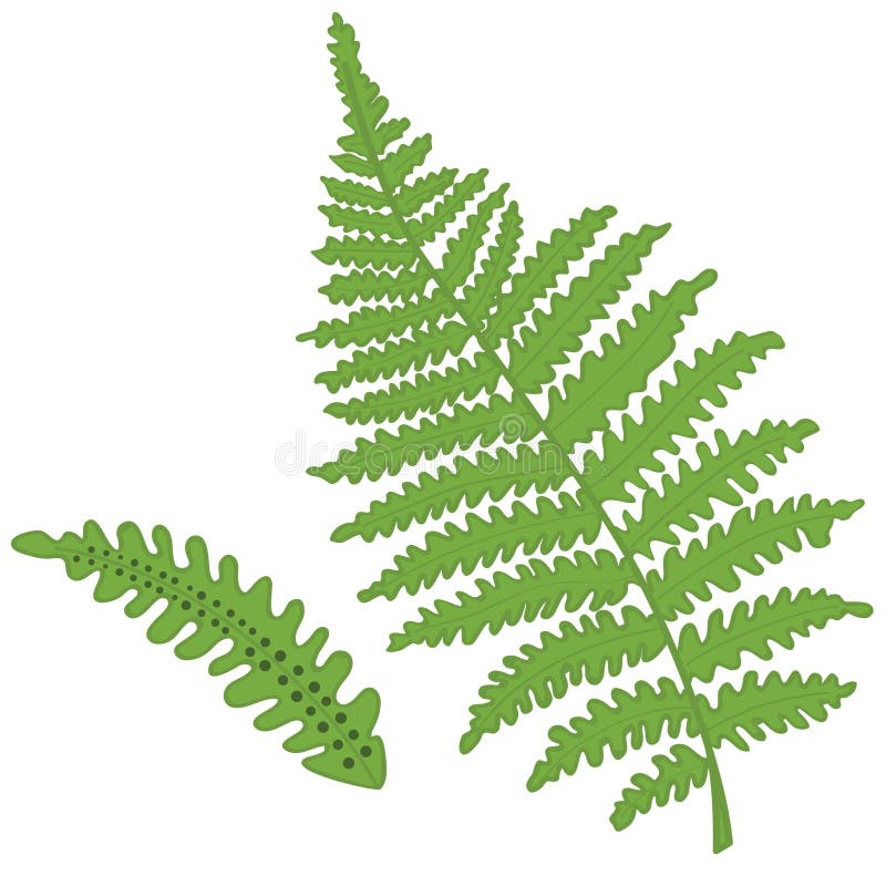 Fern vector stock vector. Illustration of fern, colourful - 24415134