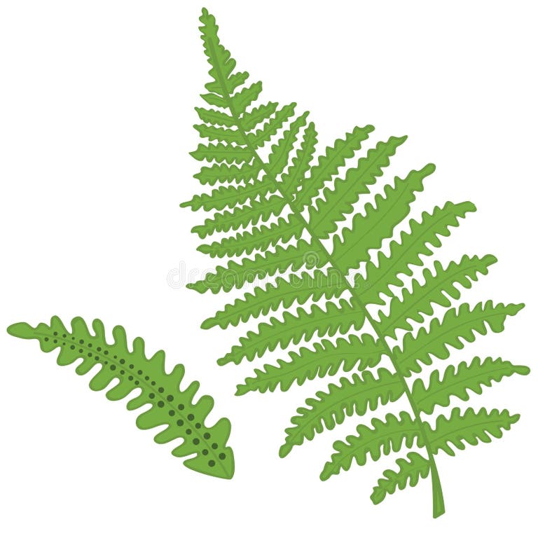 Fern vector stock vector. Illustration of fern, colourful - 24415134