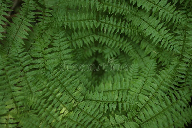 Ferns stock image. Image of foliage, forest, flora, natural - 30544597
