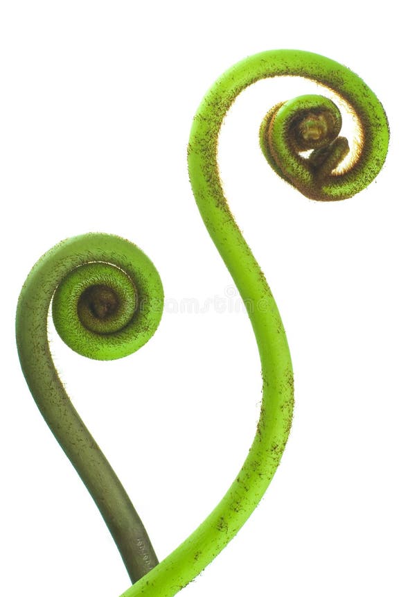 Fern stock photo. Image of botanical, curve, plant, curly - 4611484