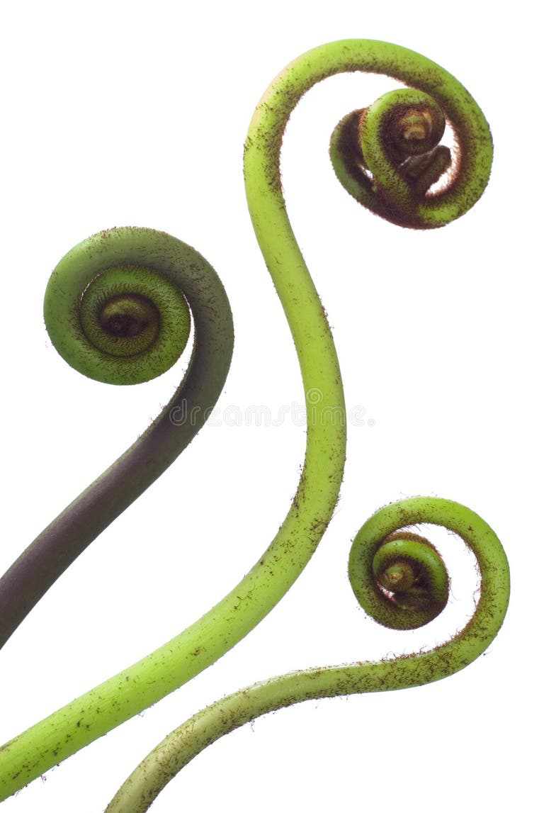 2,094 Curly Fern Stock Photos - Free & Royalty-Free Stock Photos from ...