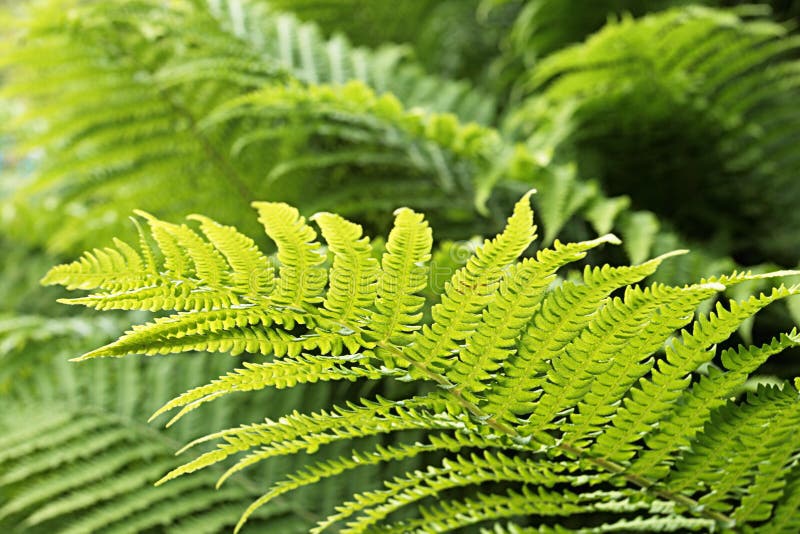 Fern stock image. Image of bush, plant, fern, summer, green - 5566355