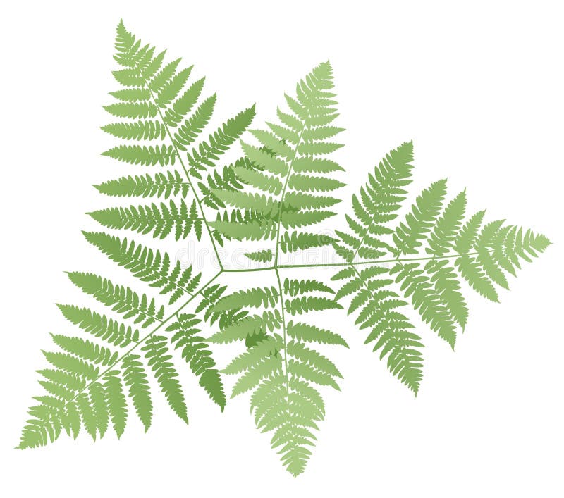 Fern vector stock vector. Illustration of fern, colourful - 24415134