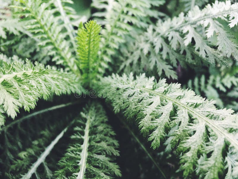 Fern stock image. Image of fern, flower, tropical, cold - 74951753
