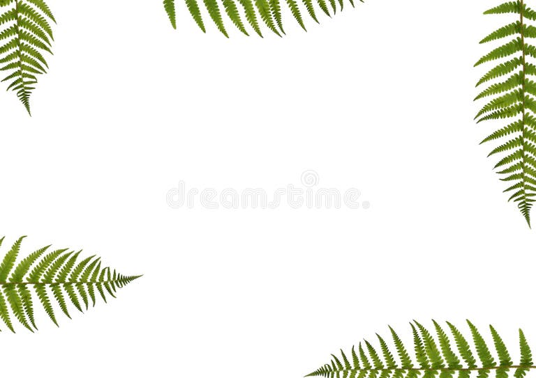 Fern Borders Stock Illustrations – 330 Fern Borders Stock Illustrations ...