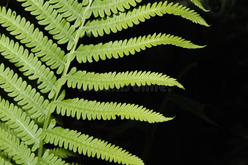 Fern Abstract stock image. Image of tropical, tree, stem - 46584019