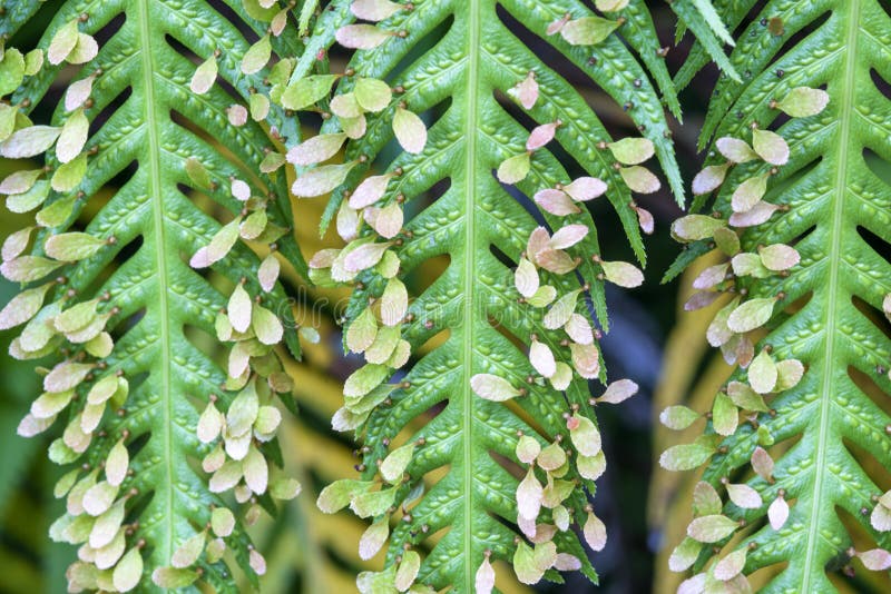 Fern accessory bud stock photo. Image of beauty, plants - 76362514