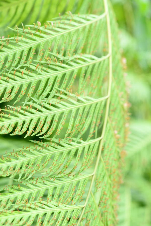 Fern accessory bud stock image. Image of conservation - 76362527