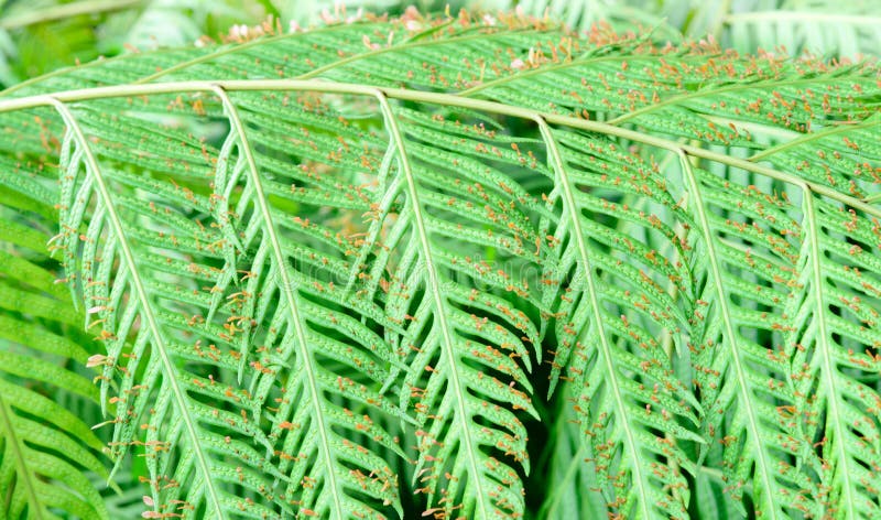 Fern accessory bud stock photo. Image of beautiful, growth - 76362558
