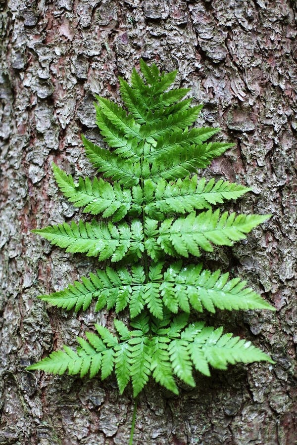 Fern against tree trunk stock image. Image of detail - 31341811