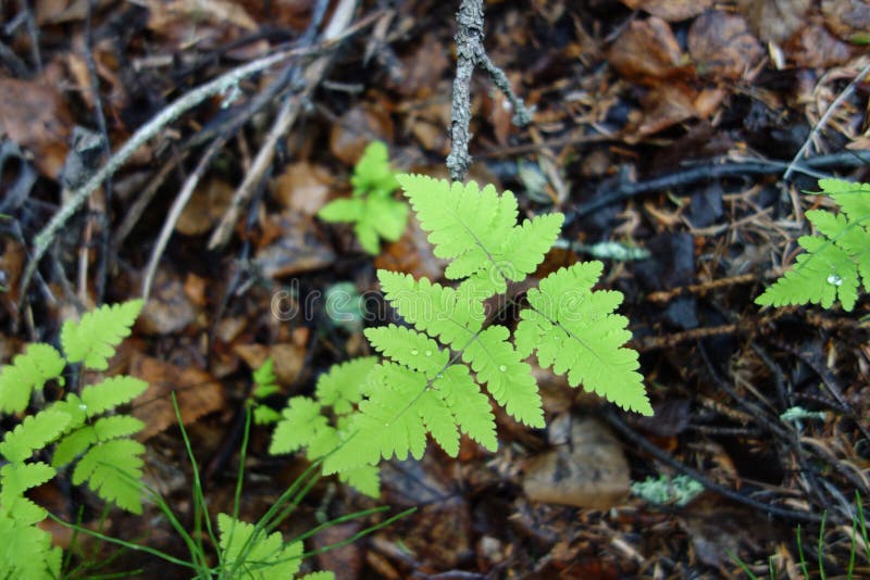 A fern in alaska stock image. Image of fern, forest, growing - 41937151
